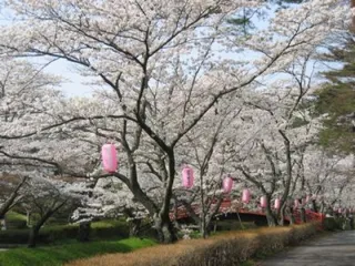 【桜・見ごろ】紅枝垂地蔵ザクラ - 福島県郡山市 | イベントお出かけ情報はイベンティア